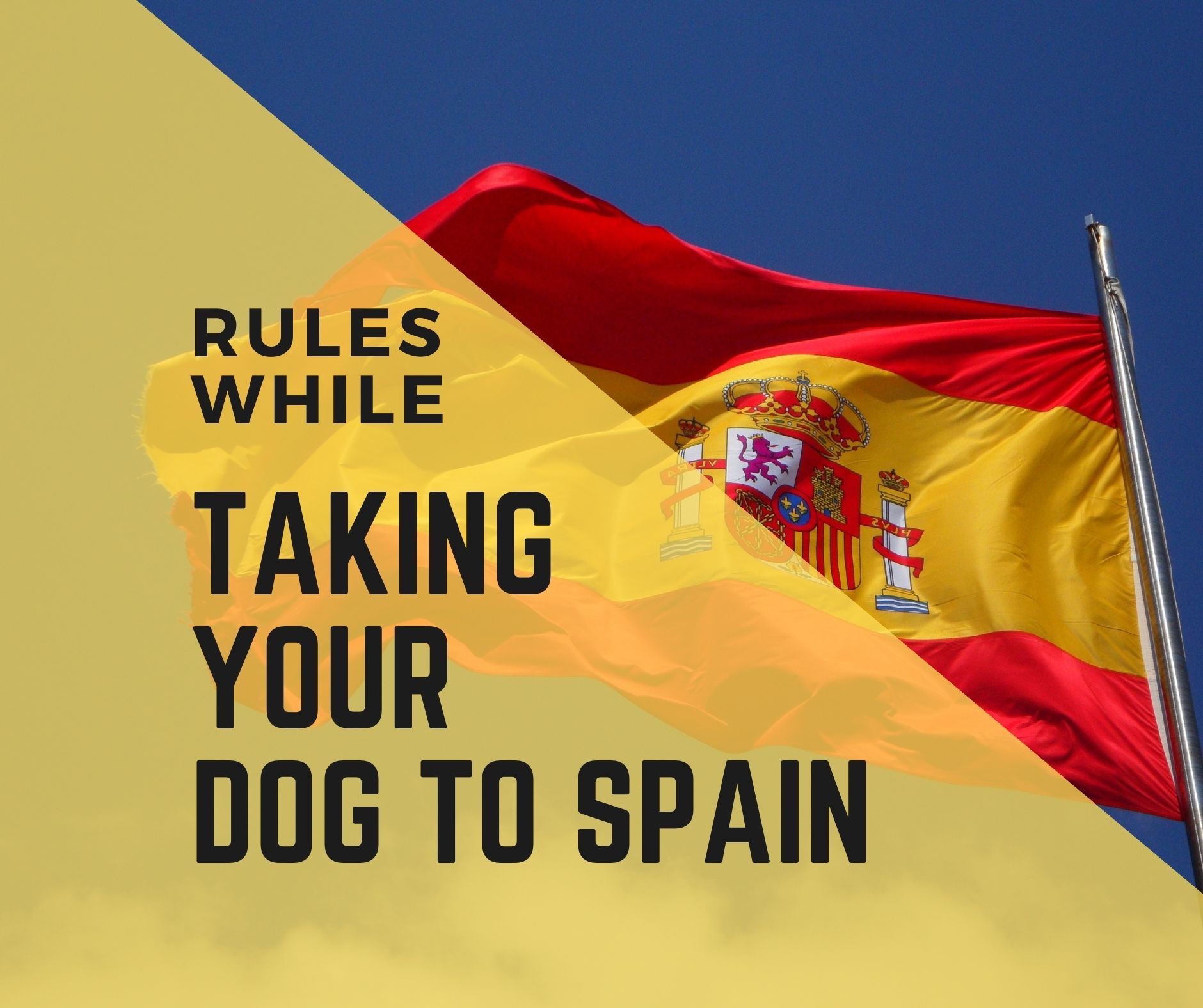 Taking A Dog To Spain 5 Rules Requirements Dogs Travel Guide Taking A Dog To Spain 5 Rules Requirements Dogs Travel Guide