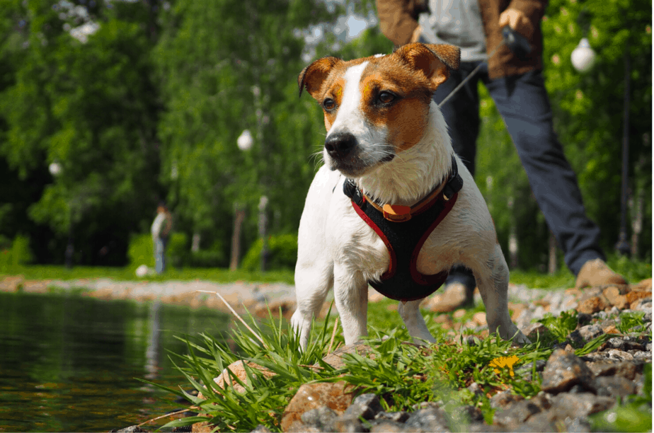 Truelove Dog Harness: Top 8 Full Reviews 2021 | Dogs Travel Guide