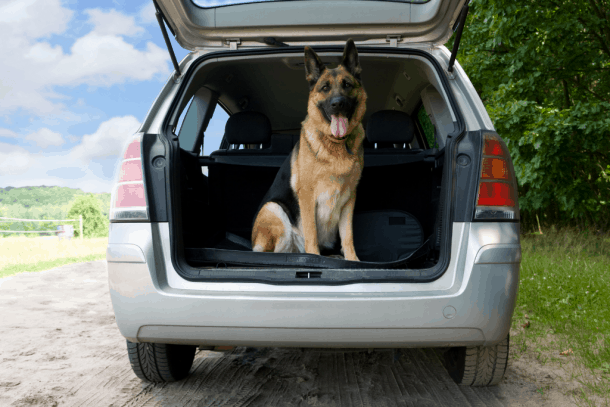 Dog Travelling In Car Boot (Rules & Safety) | Dogs Travel Guide