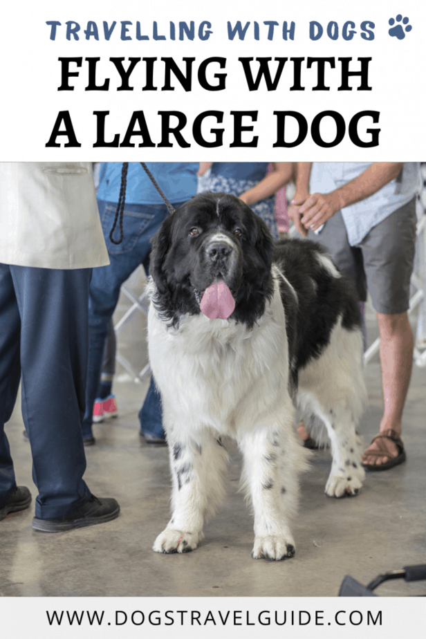 How Do Large Dogs Fly On Planes