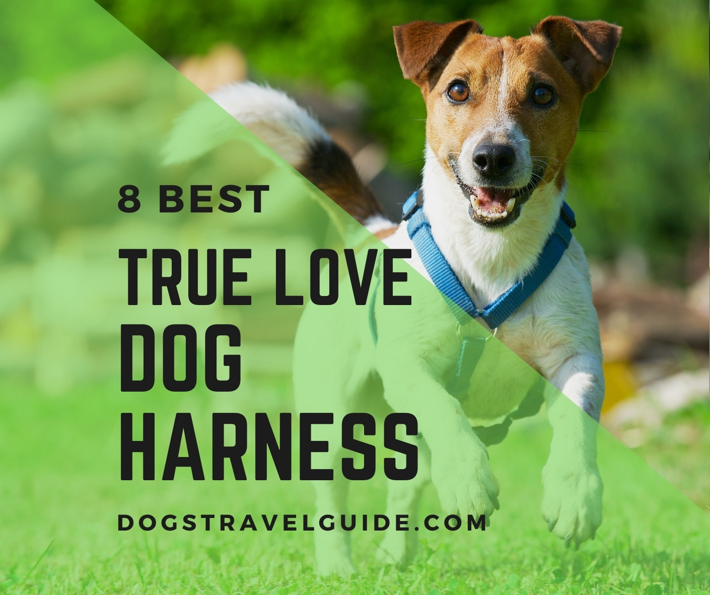Truelove Dog Harness: Top 8 Full Reviews - Dogs Travel Guide