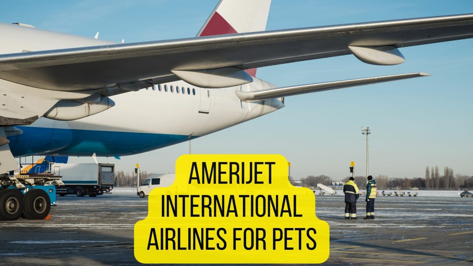 16 Airlines That Allow Snub-Nosed Dogs [2025 Guide] - Dogs Travel Guide